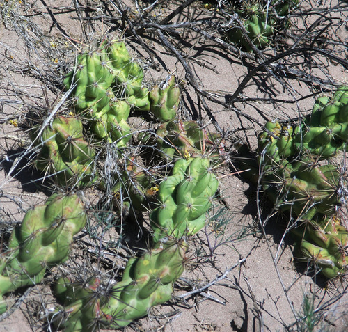Devil Club-cholla (Grusonia emoryi)