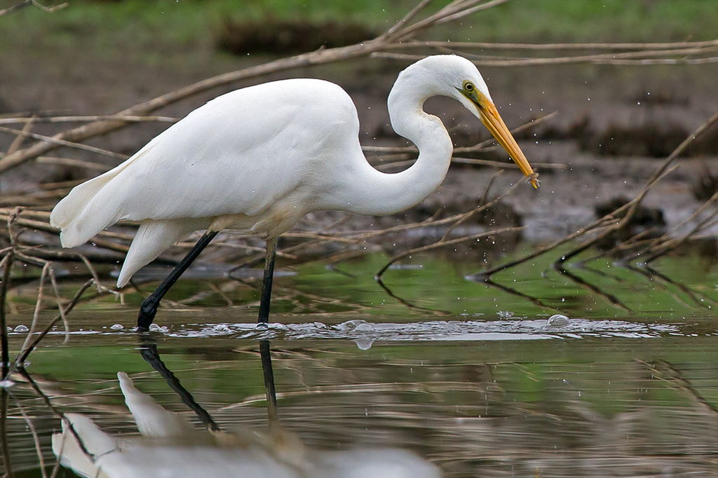 Eastern Great Egret (ReefBlitz Common Bird Species) · iNaturalist