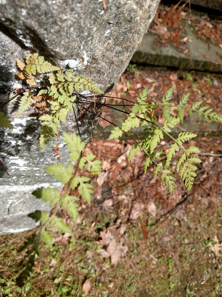 Mackay's Fragile Fern from Sleepy Hollow Cemetery on July 4, 2020 at 10 ...