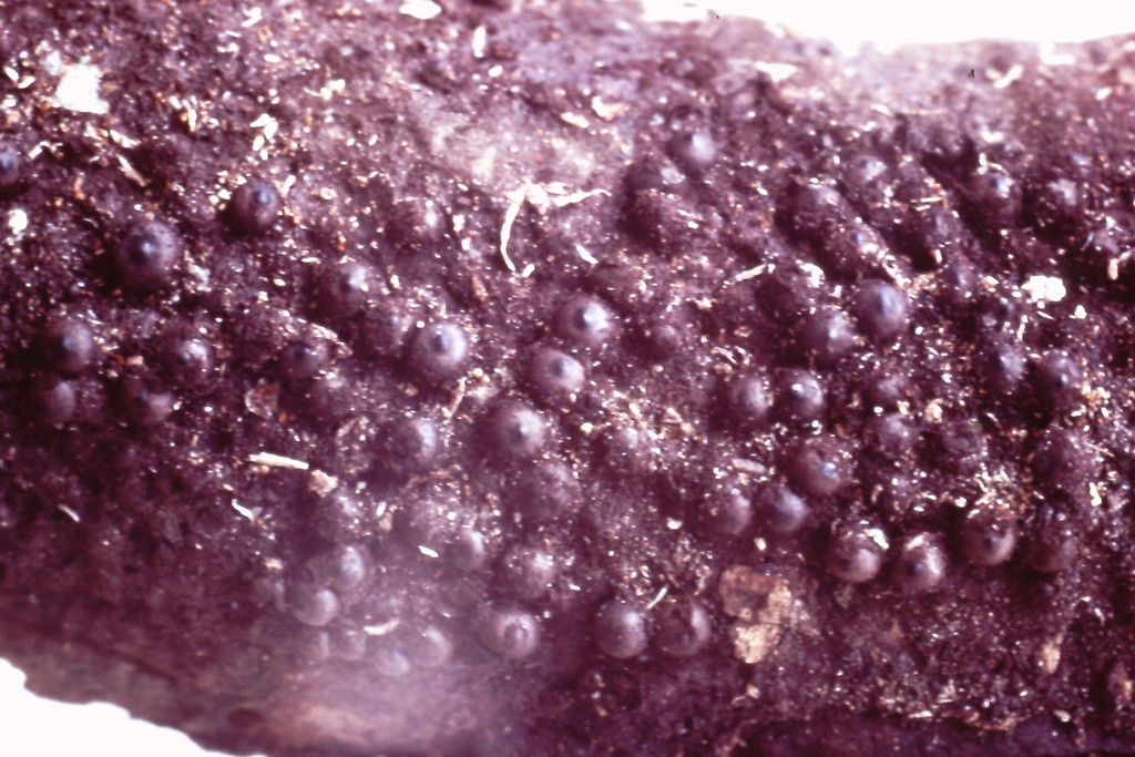 Xylariales from Levin, New Zealand on November 13, 1980 by geoffr ...