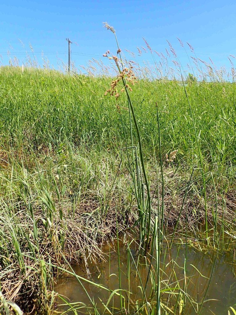 soft-stemmed bulrush from East Selkirk, MB, Canada on June 27, 2020 at ...