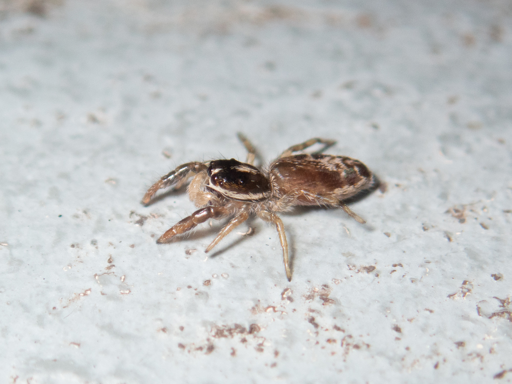 Chrysillini from Hong Kong on July 17, 2020 at 03:31 PM by Colin Chiu ...