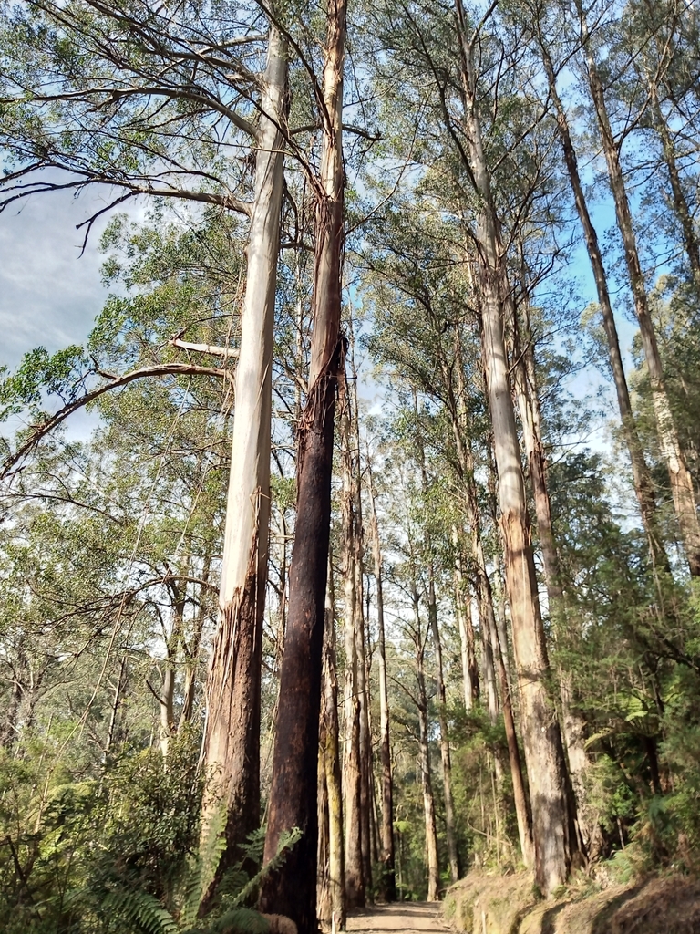 Australian Mountain Ash from Yarra Ranges - Central, AU-VI, AU on July ...