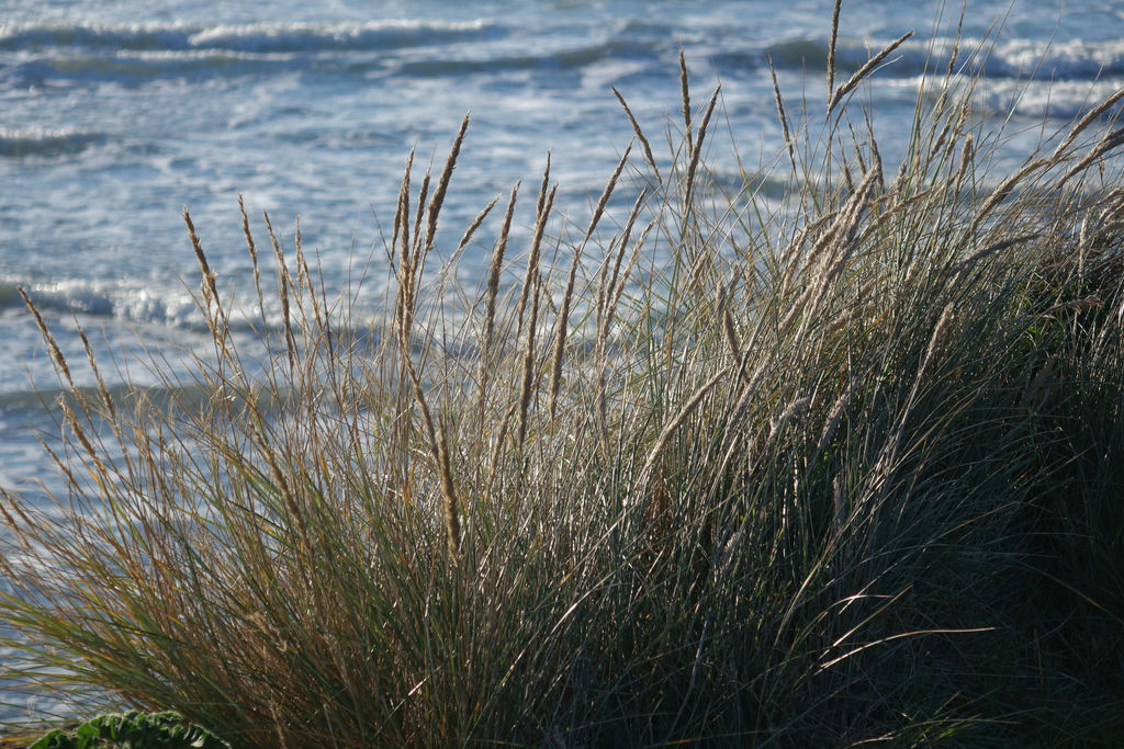 European marram grass (Grasses of Table Mountain & the Cape Peninsula ...