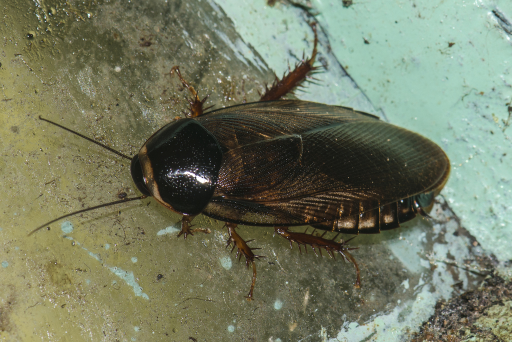 Indian Cockroach (Blattodea (cockroaches and termites) of the Chagos ...