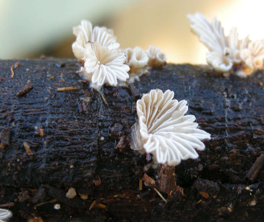 splitgill mushroom from Kununurra WA 6743, Australia on December 20 ...