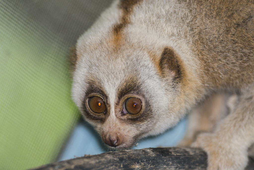 Lorises, Pottos, and Galagos (Lorisiformes) - Know Your Mammals