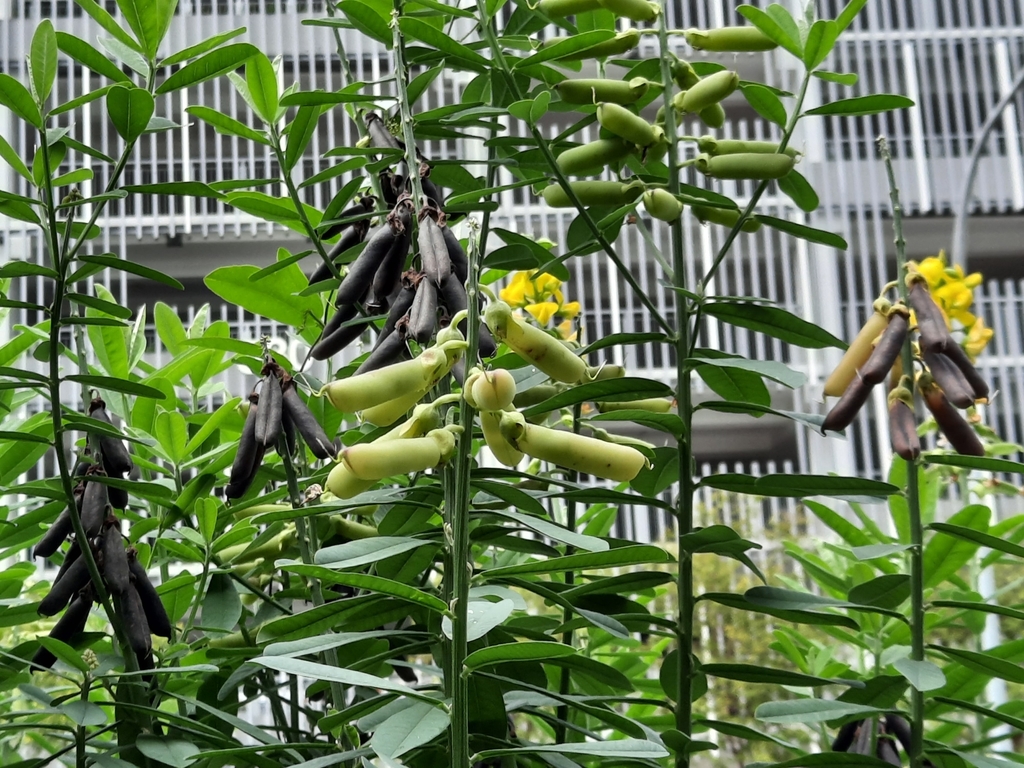 Rattleweed (Crotalaria retusa) - Botanical Realm