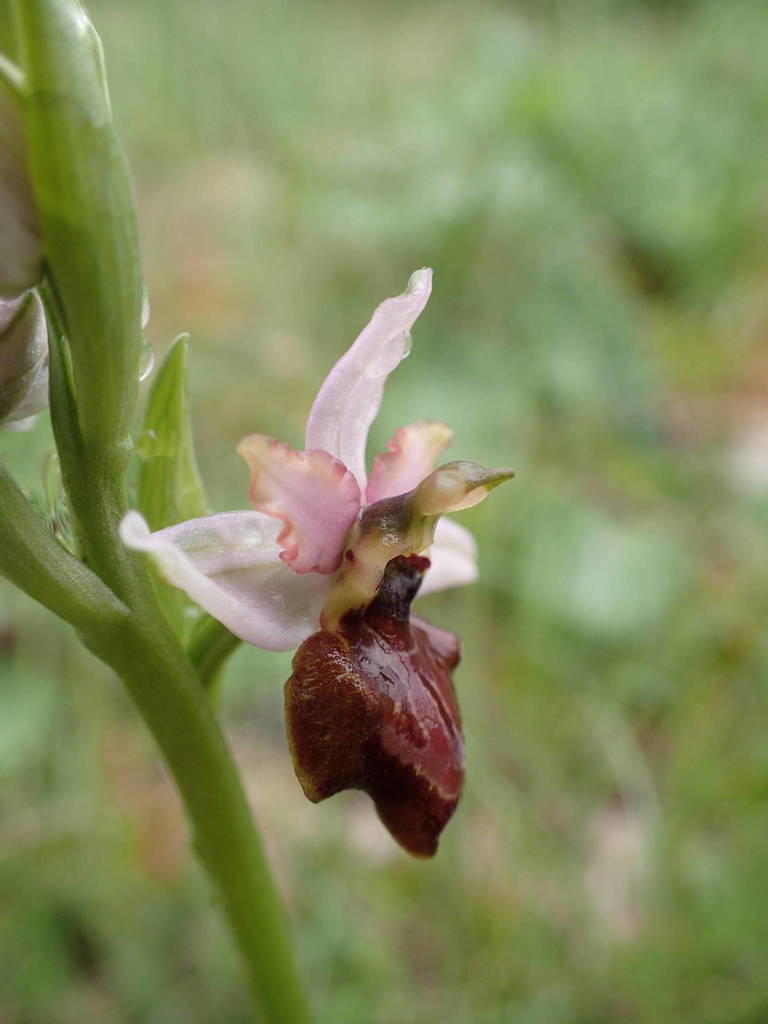 Ophrys sphegodes aveyronensis (Orchidaceae La Rioja) · iNaturalist