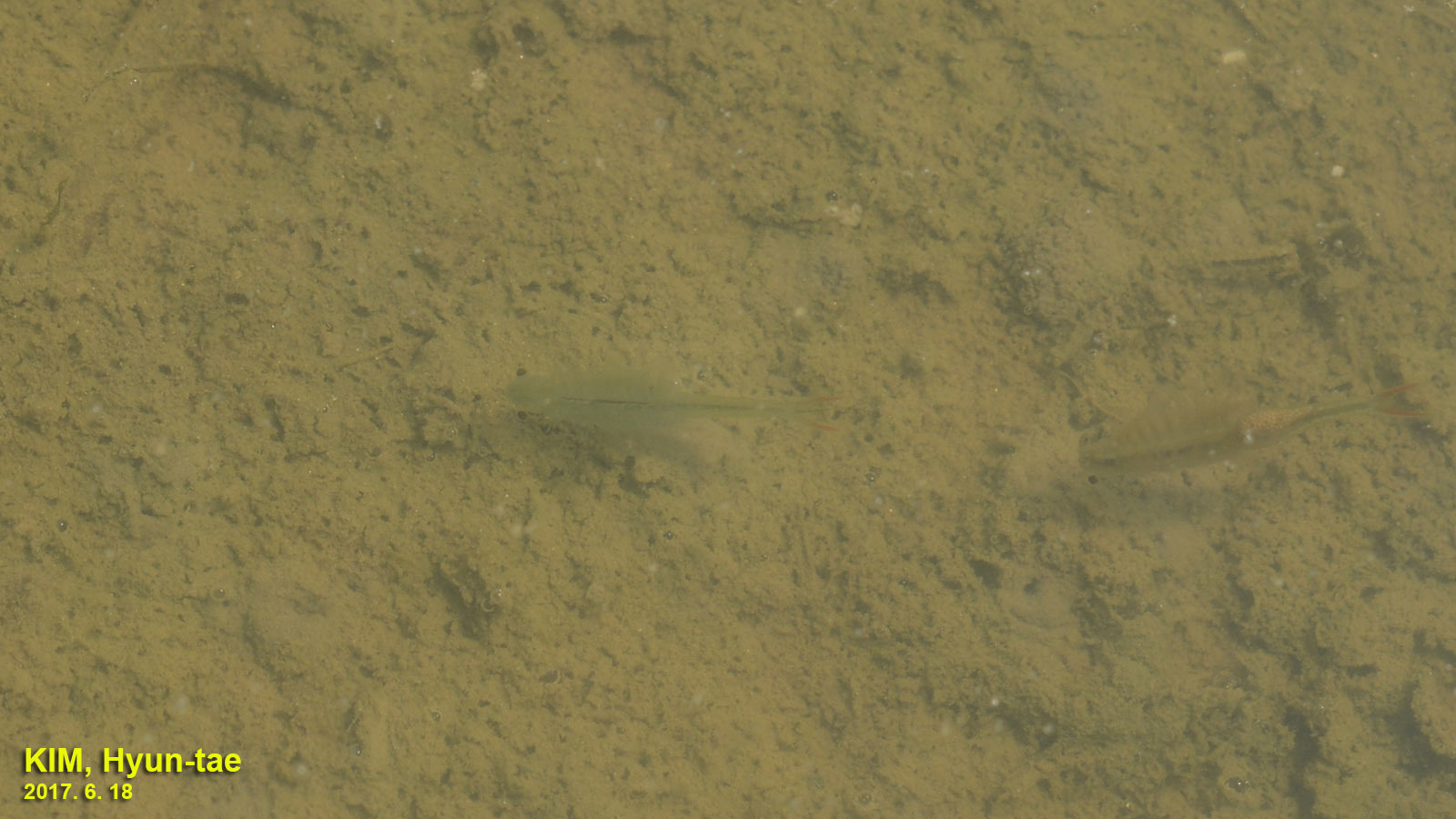 Thamnocephalidae