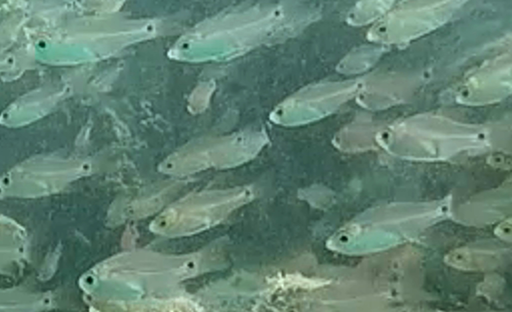 Fragile Cardinalfish (Zoramia viridiventer) - Marine Life Identification
