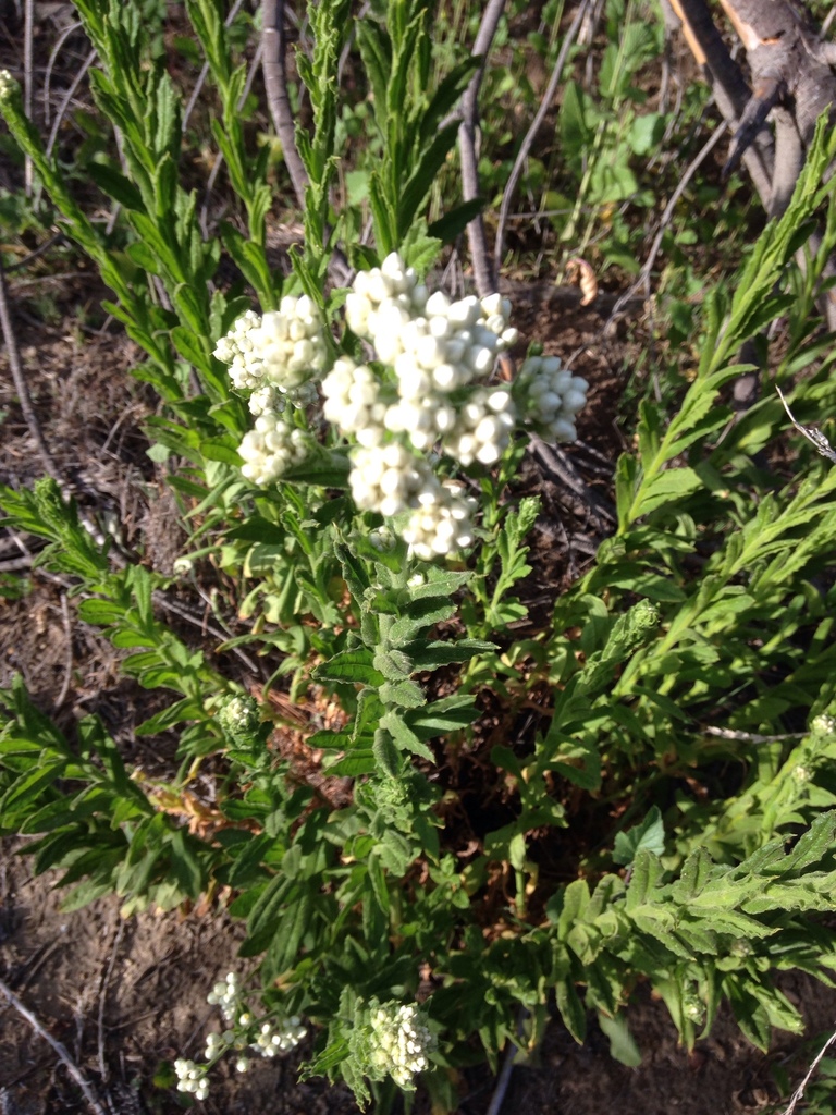 California cudweed from North Pacific Ocean on March 05, 2020 at 04:14 ...