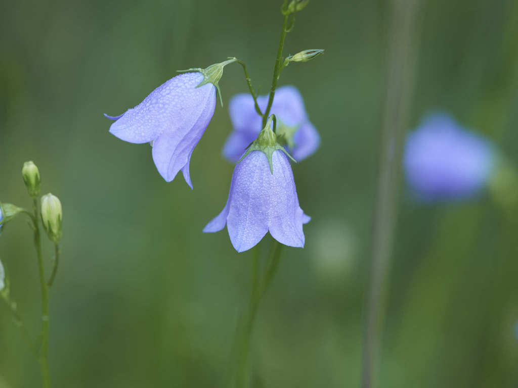 Harebell (Native Forbs and Cactuses of Golden Gate Canyon State Park ...