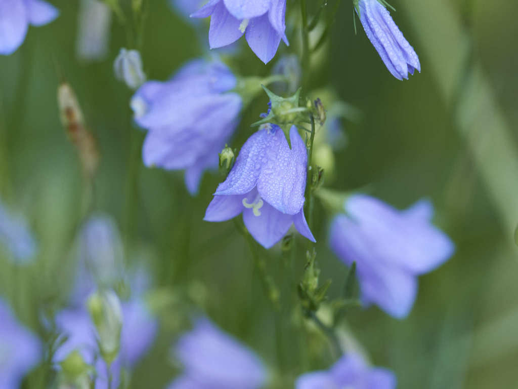 Harebell (Native Forbs and Cactuses of Golden Gate Canyon State Park ...