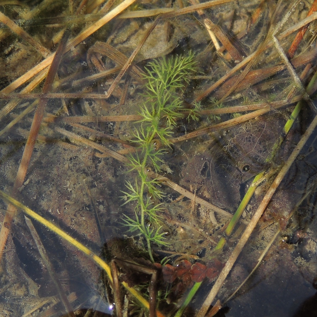 cream-flowered bladderwort (ADIRONDACK RESEARCH GUIDEBOOK) · iNaturalist