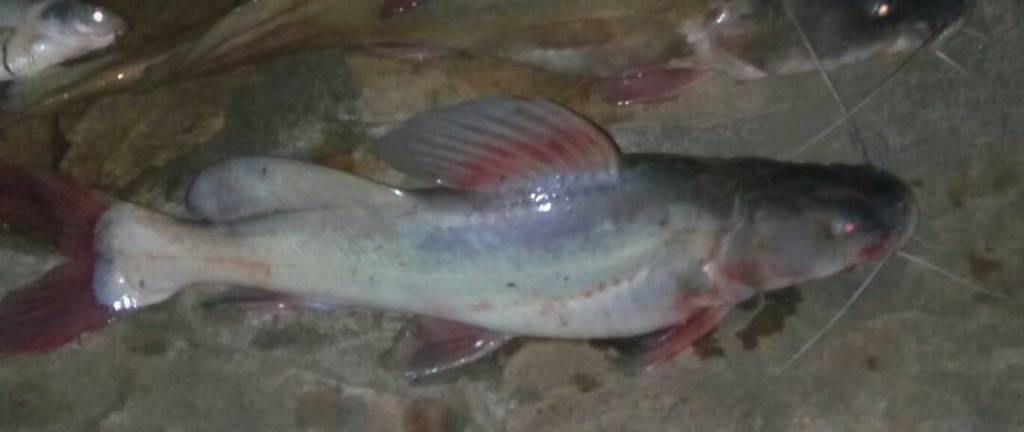 Bagrus orientalis from Rufiji on June 18, 2017 at 04:00 PM by ...