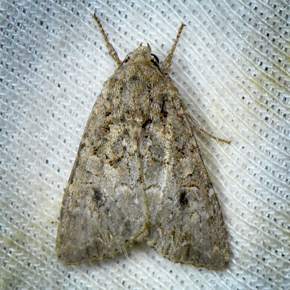 Nutmeg Moth from North Judson, IN 46366, USA on July 17, 2020 at 08:25 ...