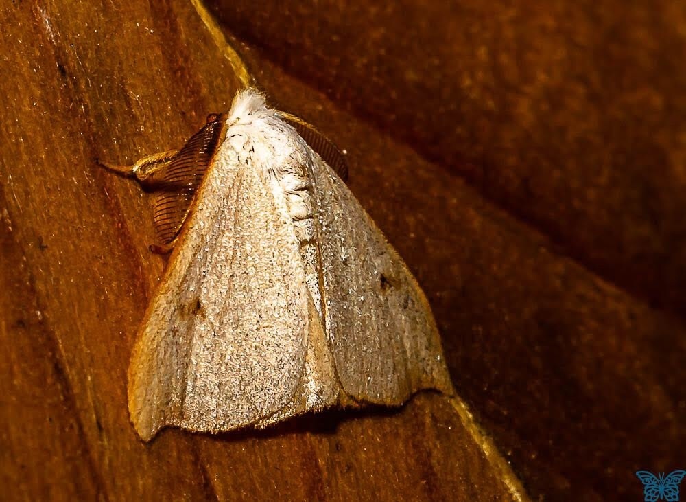 Arctornis marginata from Mookambika Wildlife Sanctuary, Udupi, KA, IN ...