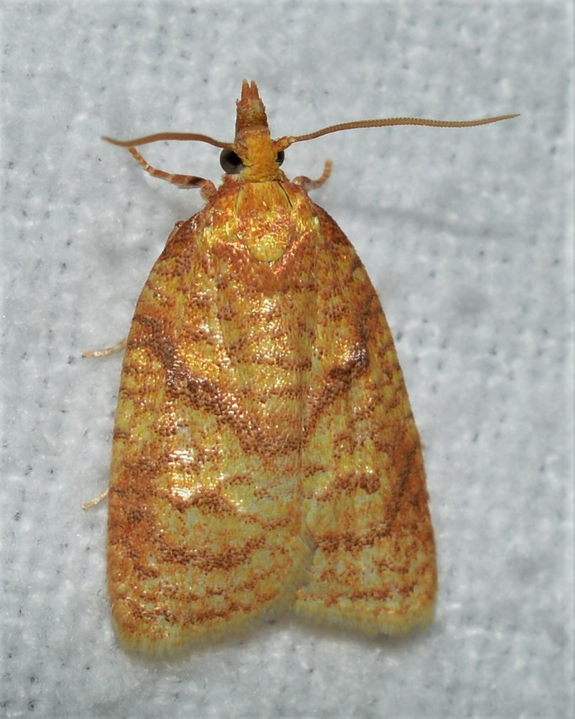 Maple-Basswood Leafroller Moth from Val-d'Or, QC, Canada on July 18 ...