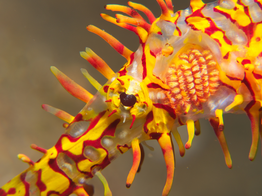 Ghost Pipefishes (Solenostomidae) - Marine Life Identification