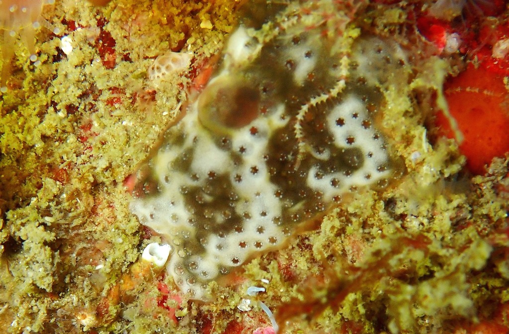 Trididemnum cereum from Ouessant, baie de Lampaul on June 21, 2020 at ...