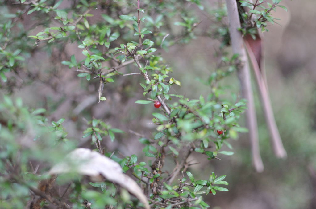 Prickly Currant-Bush from Paddys River ACT 2620, Australia on July 18 ...
