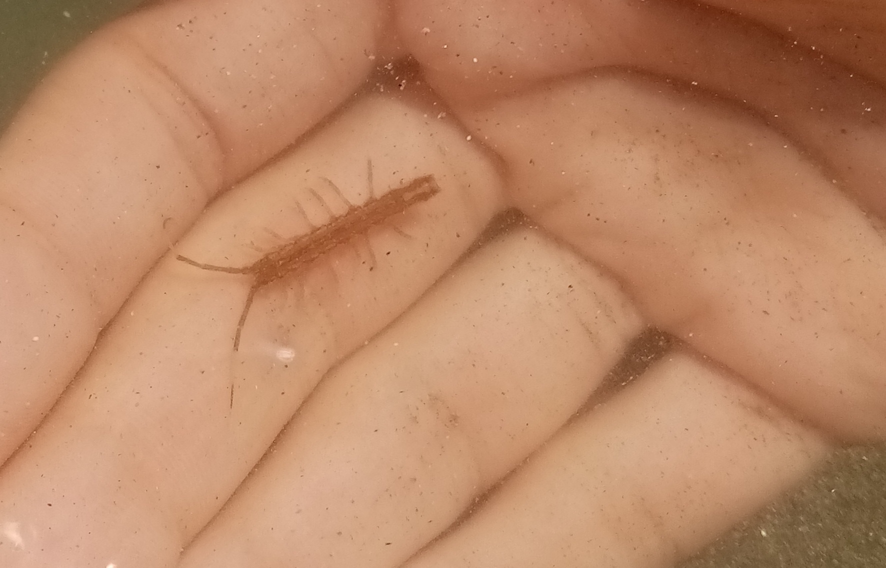 Idotea linearis (Linnaeus, 1767)