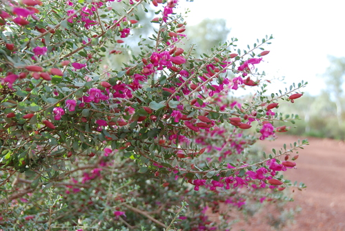 Subspecies Eremophila maculata brevifolia · iNaturalist United Kingdom