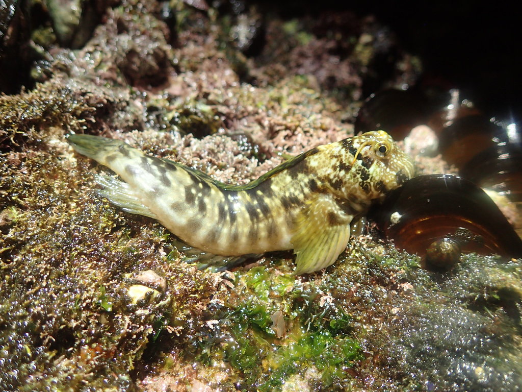 Tidepool Blenny from Ugu, ZA-NL, ZA on January 20, 2019 at 09:28 PM by ...