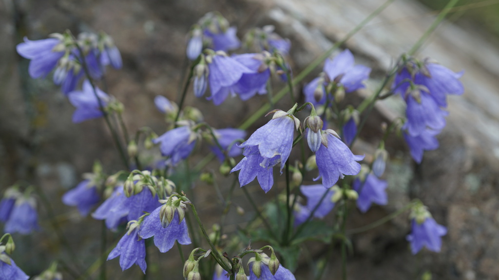Ladybells from Beijing, Beijing, CN on July 18, 2020 at 02:19 PM by ...