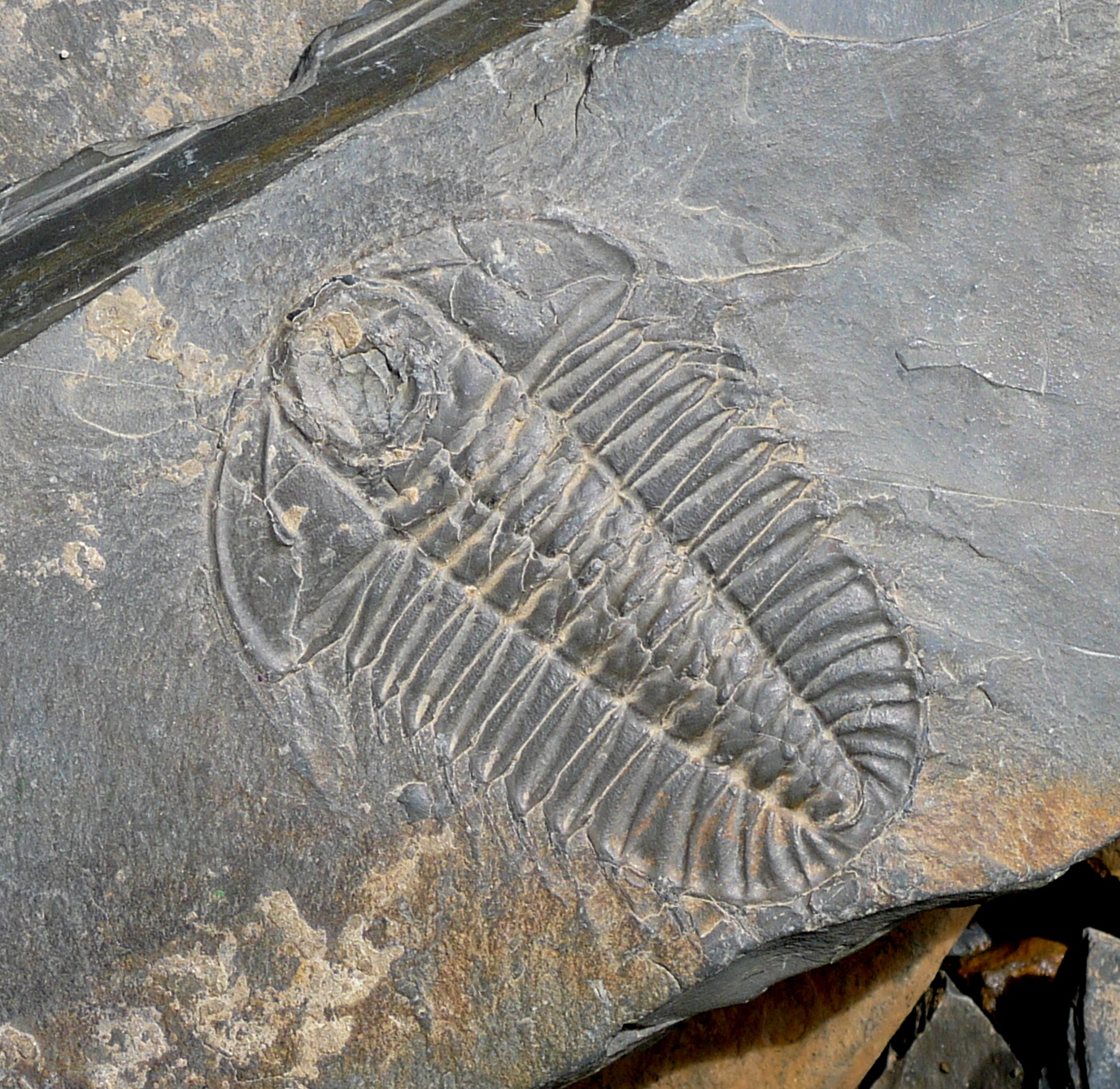 Class Trilobita