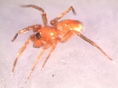 Genus Neotrops · iNaturalist