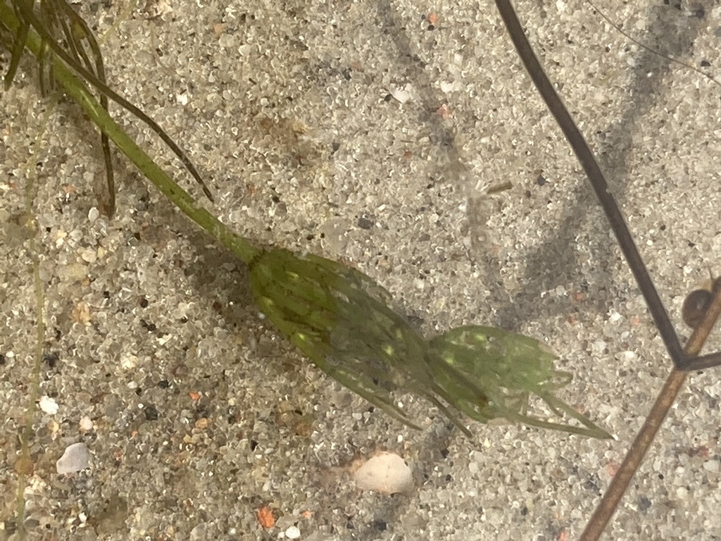 common stonewort from Groningen, Groningen, NL on July 18, 2020 at 04: ...