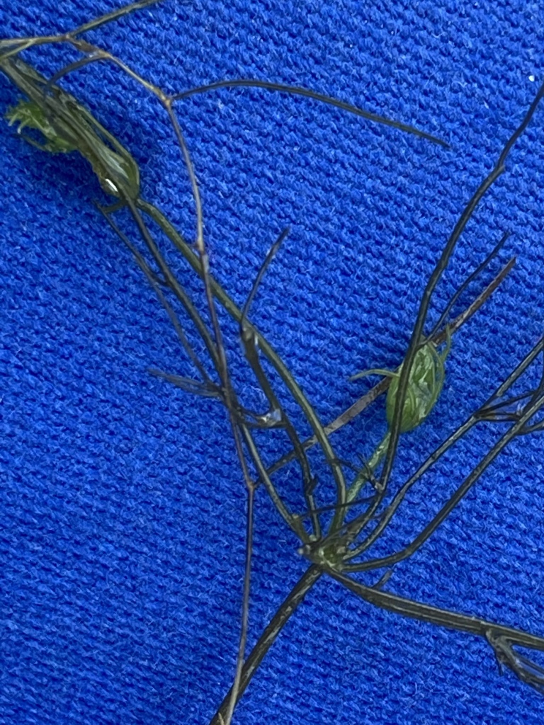 common stonewort from Groningen, Groningen, NL on July 18, 2020 at 04: ...