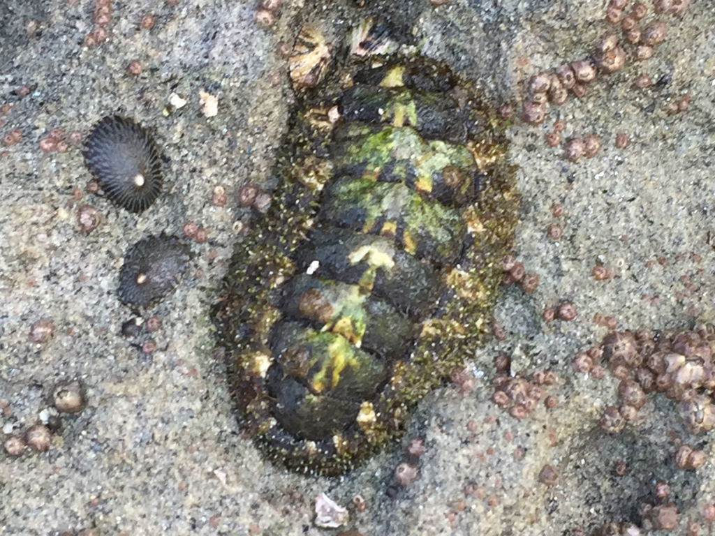 California Spiny Chiton from Torrey Pines State Beach, San Diego, CA ...
