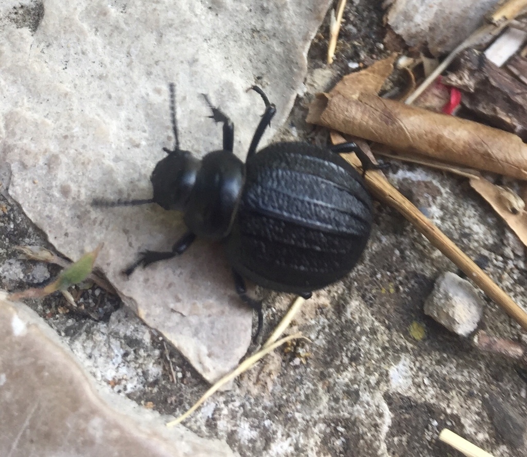 Pimelia rugulosa from Via Flacca, Fondi, Lazio, IT on July 18, 2020 at ...