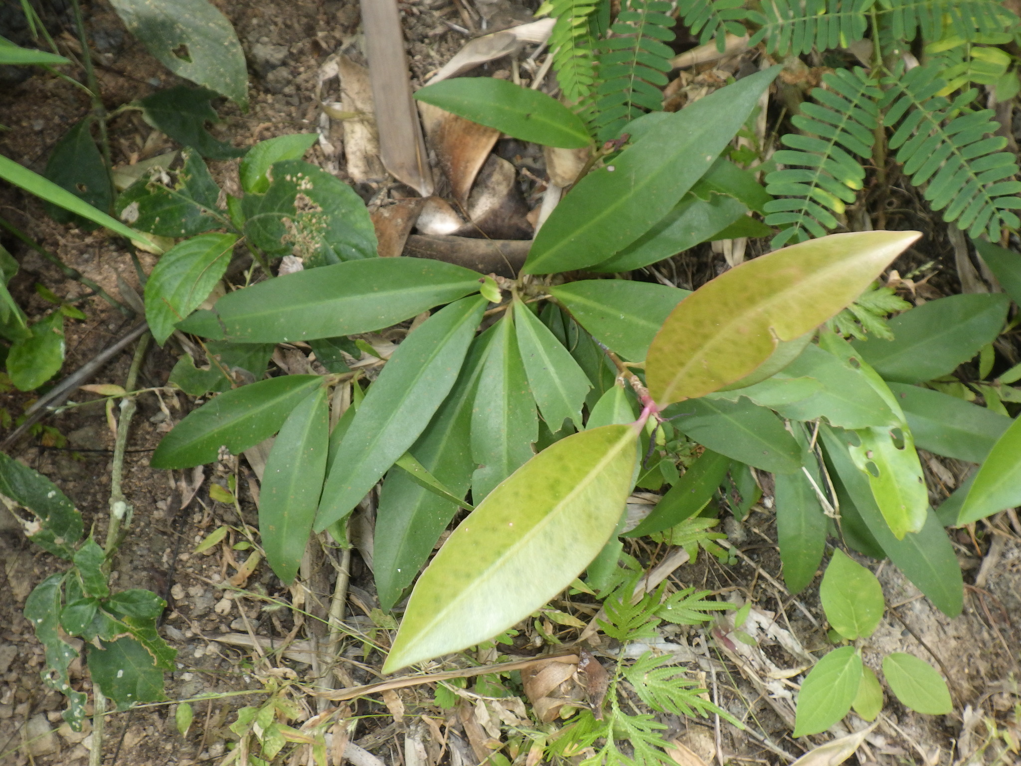 Ardisia humilis Vahl