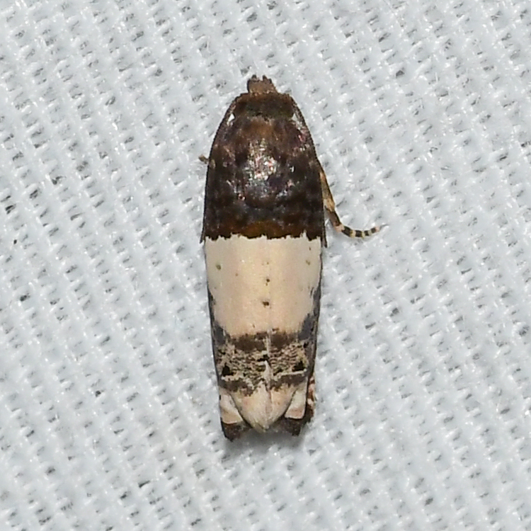 Goldenrod Gall Moth (Lepidoptera of Rumney Marsh (Essex Co., MA ...