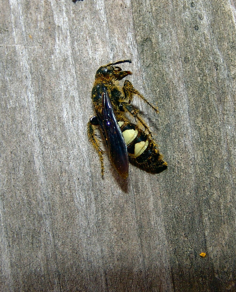 Feather-legged Scoliid Wasp from Saint Francis Sunken Lands Craighead ...
