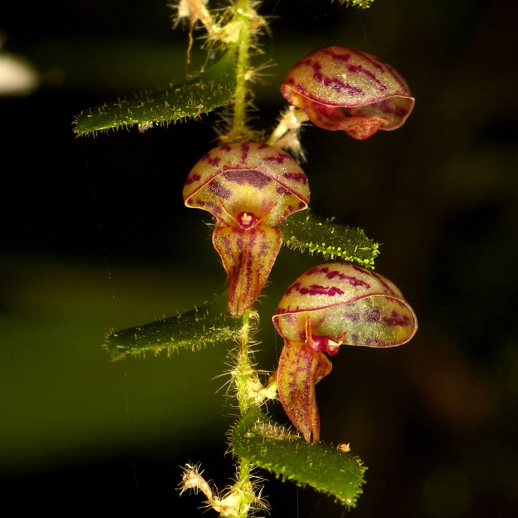 Andinia pilosella (Orquídeas de Jardín, Antioquia) · iNaturalist