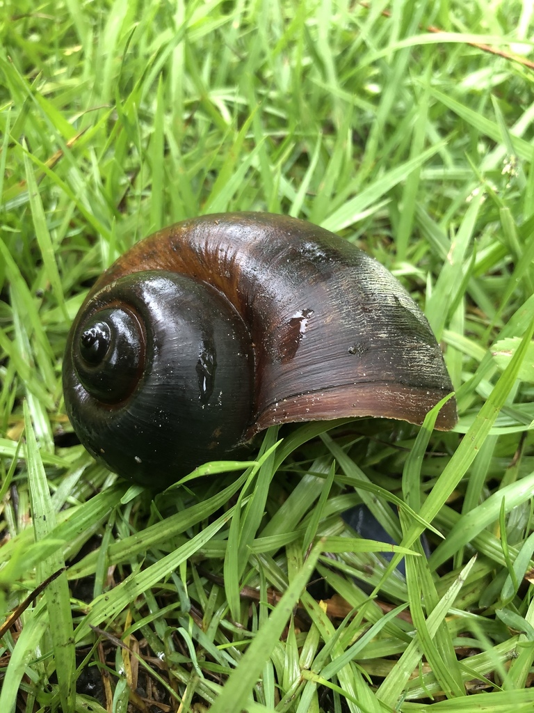 Channeled Apple Snail from Alva, FL, US on July 18, 2020 at 09:20 AM by ...
