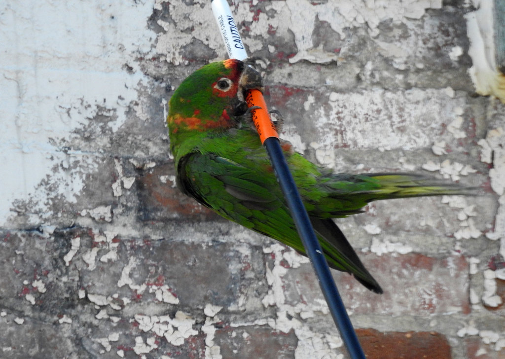 Psittacara Parakeets from Highland Park, Los Angeles, CA, USA on July ...