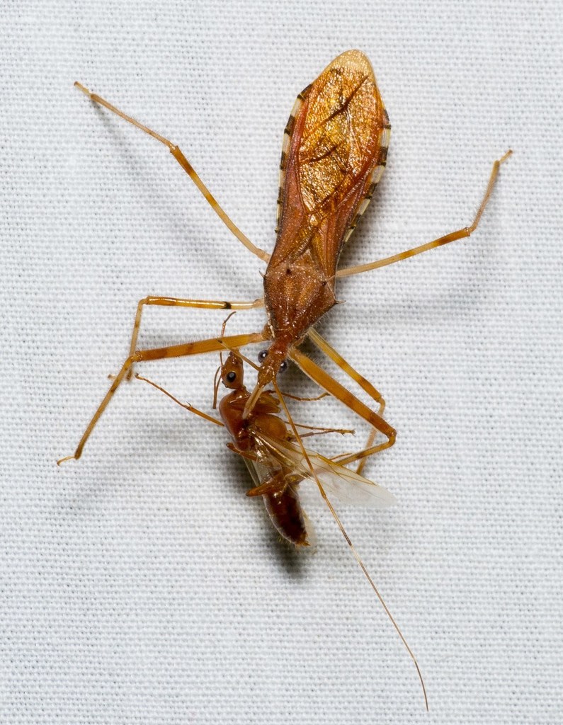 Rocconota annulicornis (Assassin bugs of GSMNP) · iNaturalist