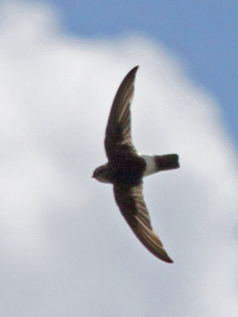 Little Swift (Flora and Fauna of Bandhavgarh National Park, India ...