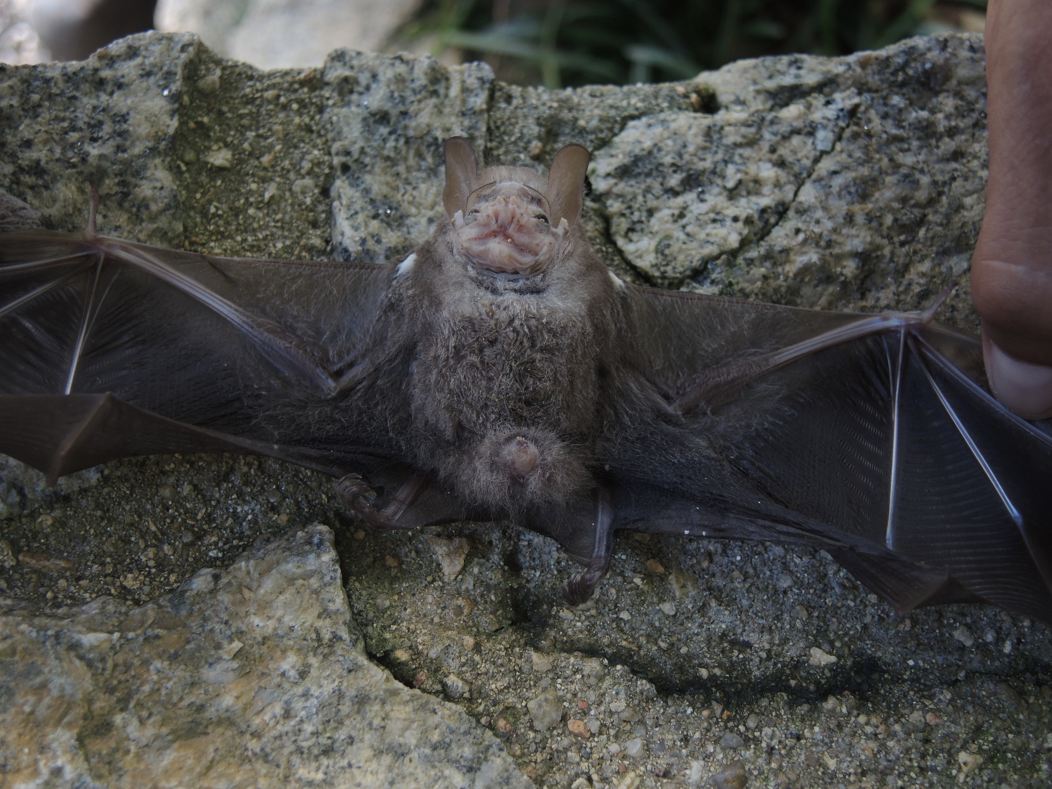 Centurio senex Gray, 1842