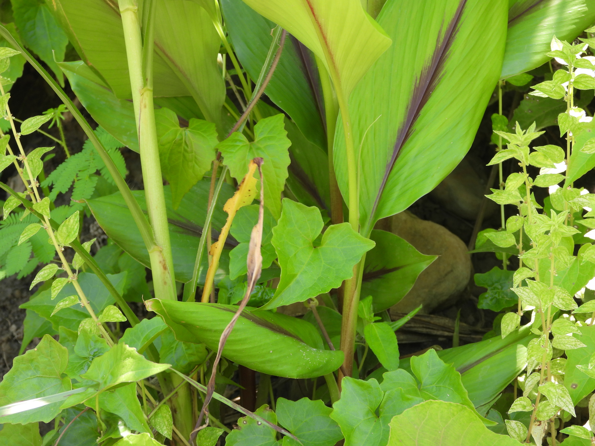 Curcuma zedoaria (Christm.) Roscoe
