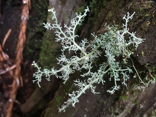 Coral Lichens (Macrolichens Genera of the Pacific Northwest ) · iNaturalist