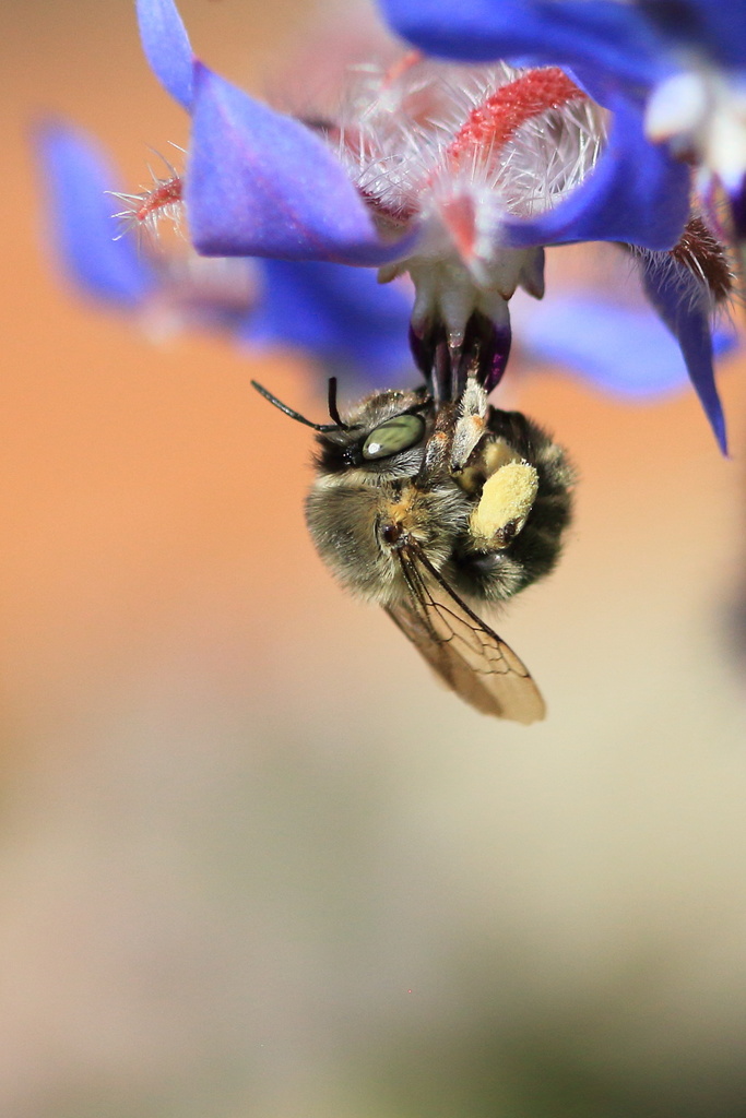 Four-banded Flower Bee from Great Britain, Canterbury, England, GB on ...