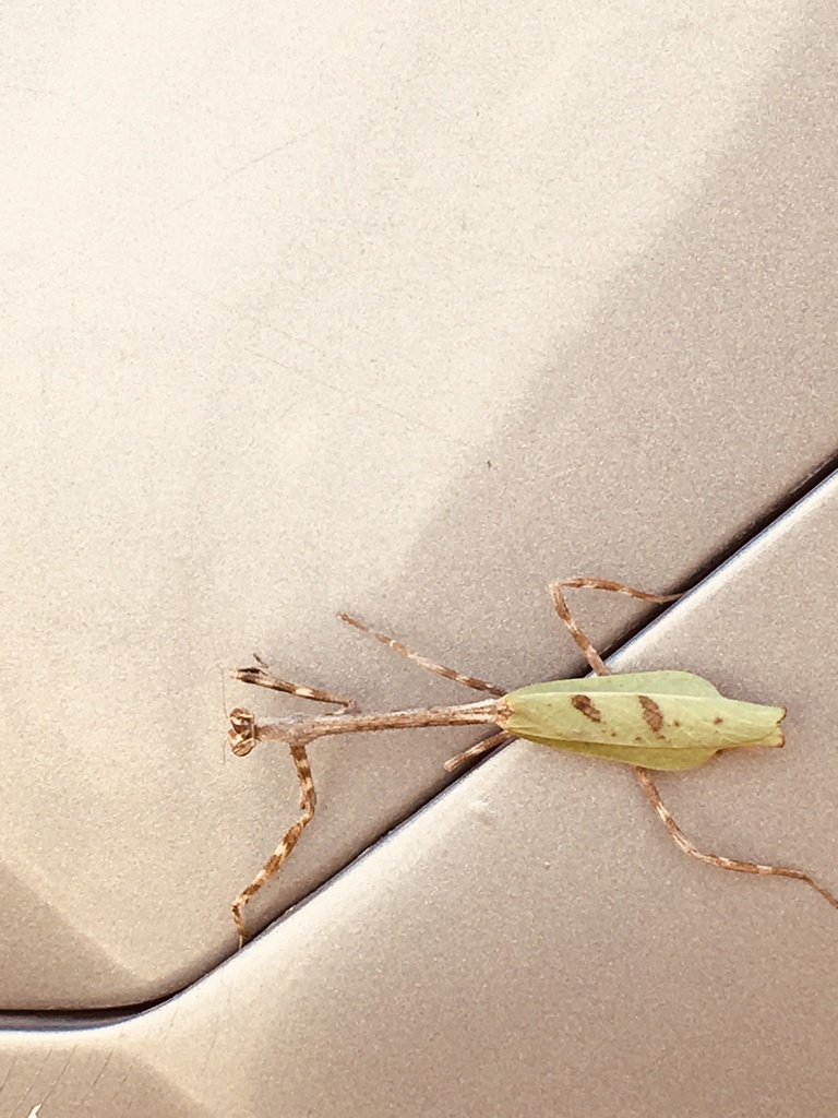 Texas Unicorn Mantis from San Jeronimo, Baja Verapaz, GT on June 8 ...