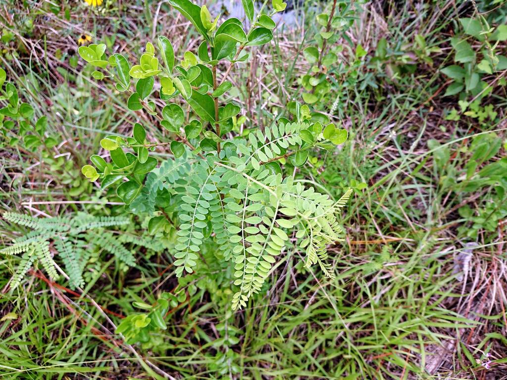 Florida prairie-clover in July 2020 by Adam Pitcher · iNaturalist